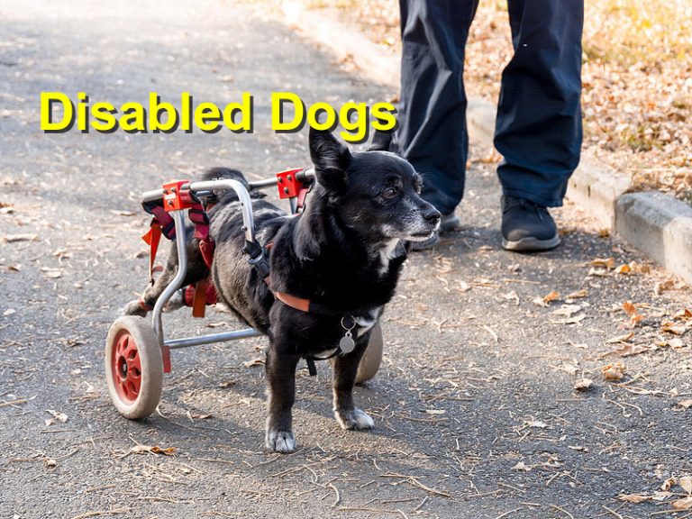 Disabled Dogs - Emergency Animal Care Braselton