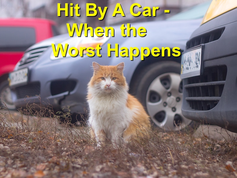 Hit By A Car – When the Worst Happens - Emergency Animal Care Braselton