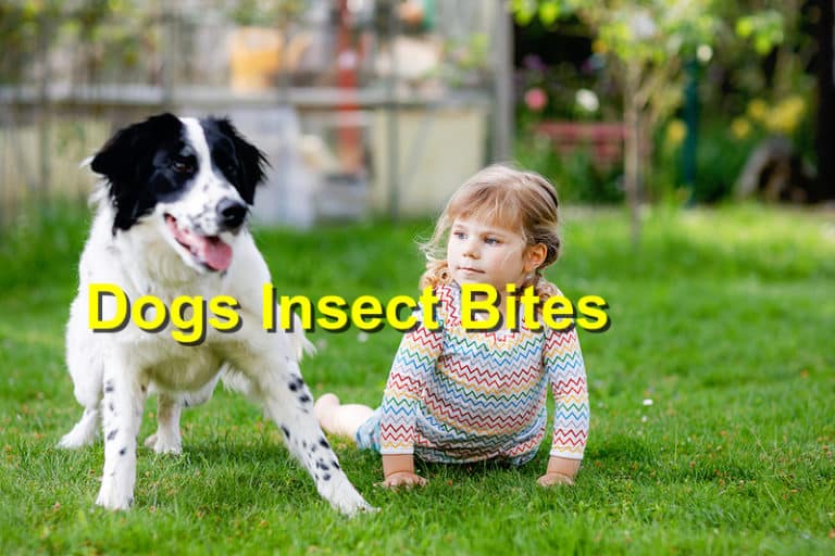 Understanding Insect Bites on Your Dog - Emergency Animal Care Braselton