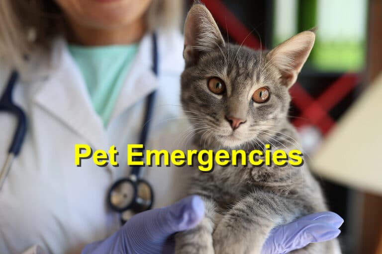 Symptoms of Common Pet Emergencies to Look Out For - Emergency Animal ...