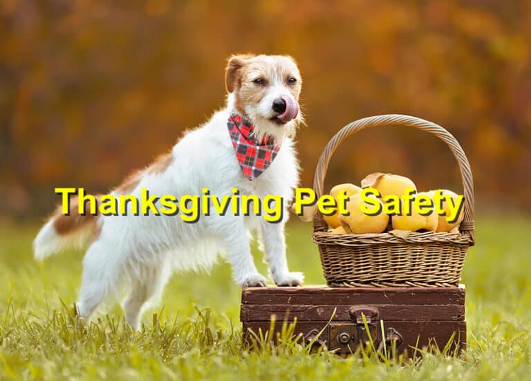 Thanksgiving Safety Tips for Your Pets - Emergency Animal Care Braselton