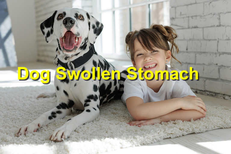 Why Does My Dog Have a Swollen Stomach - Emergency Animal Care Braselton