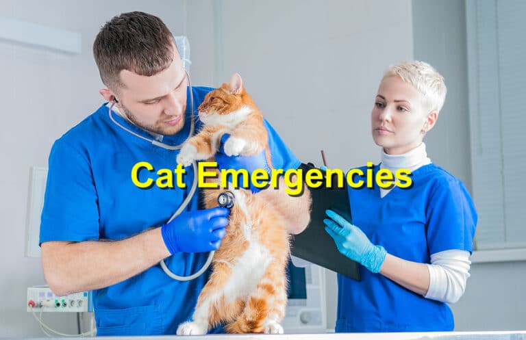 Common Cat Emergencies: Signs and What to Do - Emergency Animal Care ...