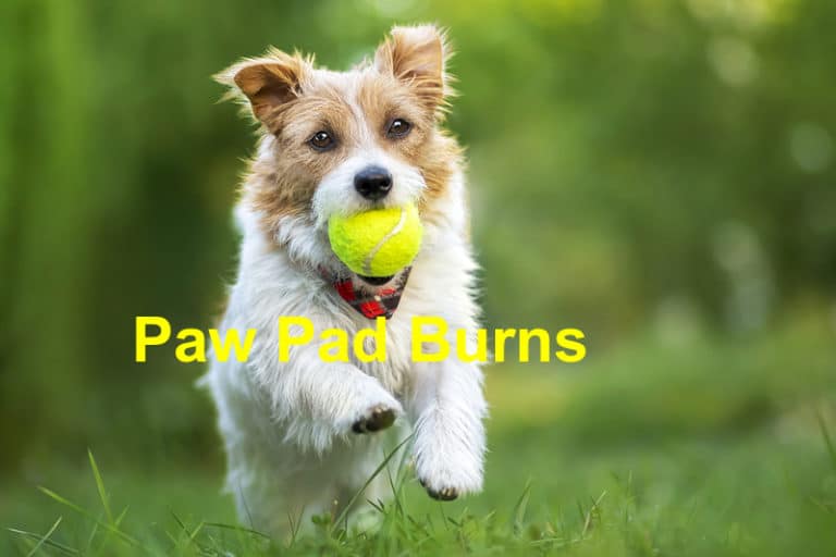 Paw Pad Burns in Dogs: How to Prevent it - Emergency Animal Care Braselton