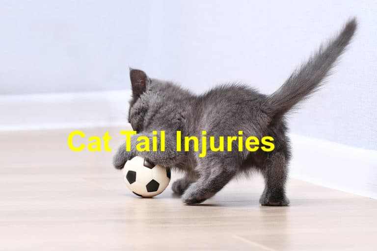 Cat Tail Injuries: What to Do - Emergency Animal Care Braselton
